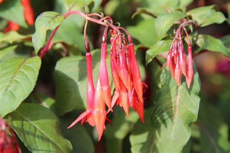 800 000 Free ดอกไม้สี Fushia And Flowers Photos Pixabay