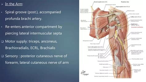 Radial Nerve Anatomy And Injuries Pptx