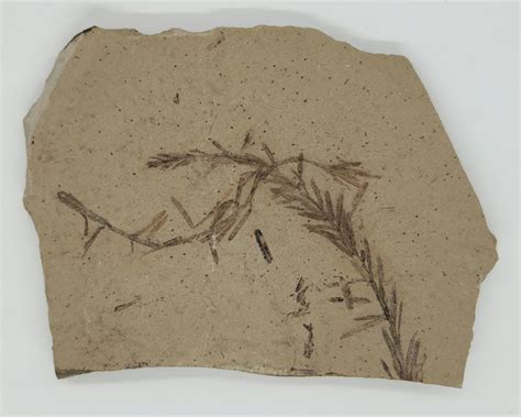 Metasequoia Dawn Redwood Montana 8834342420702 — In Stone Fossils