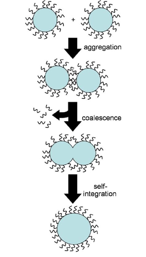 Schematic Illustrating A Single Step Of The Oriented Attachment Download Scientific Diagram