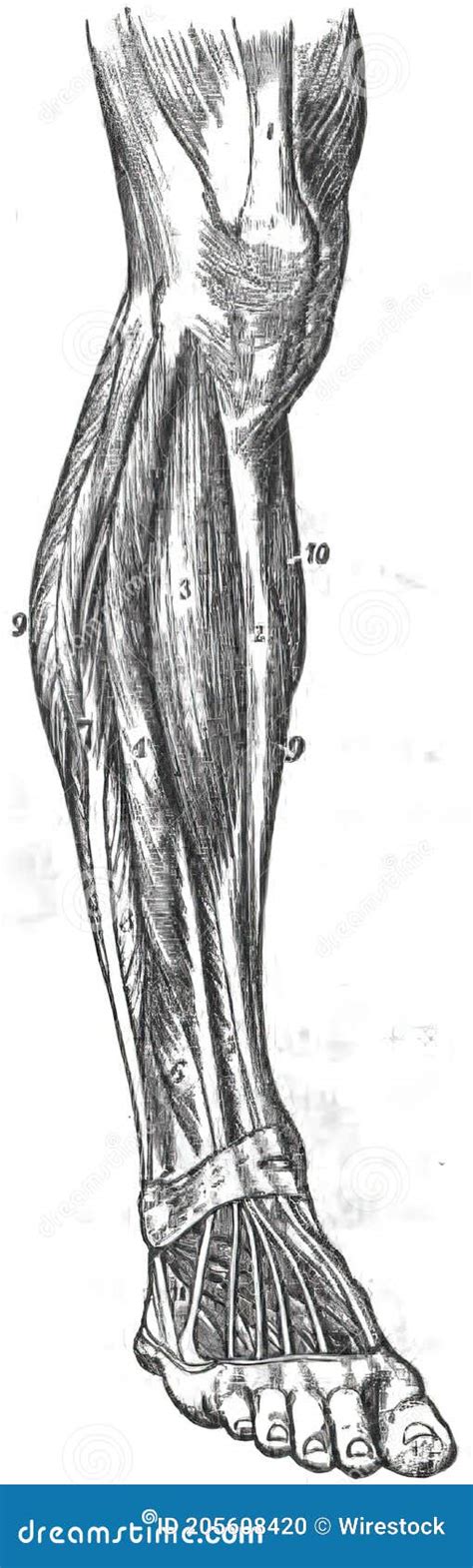 Illustrazione Verticale Della Gamba Umana Struttura Dell Arto Del