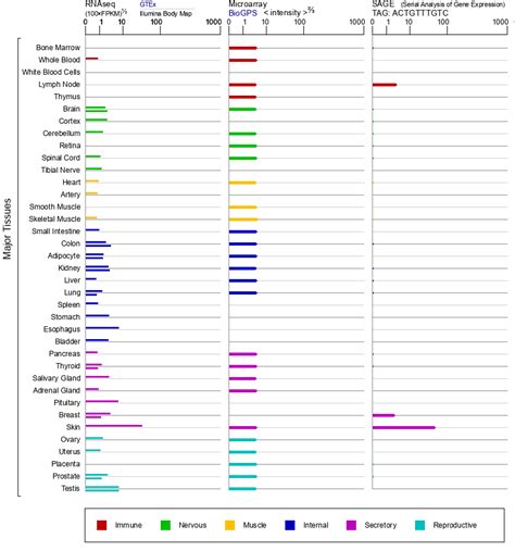 Abca12 Gene Genecards Abcac Protein Abcac Antibody