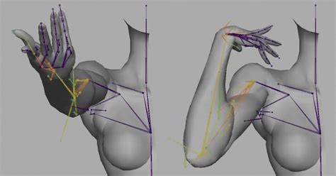 Useful Reference On Animating Human Arms In 3d Artofit