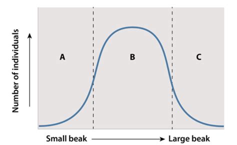 Types Of Selection Flashcards Quizlet