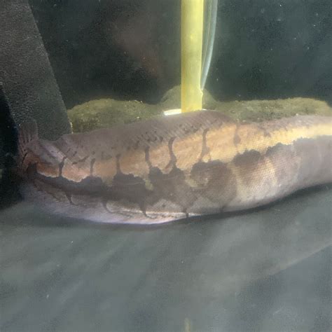 Borneo Python Eel For Sale Exotic Fish Shop 774 400 4598 Borneo Python Eel For Sale Exotic Fish Shop 774 400 4598