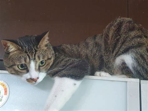 동생이 보내준 고등어 냥이 오덕양성소 에펨코리아