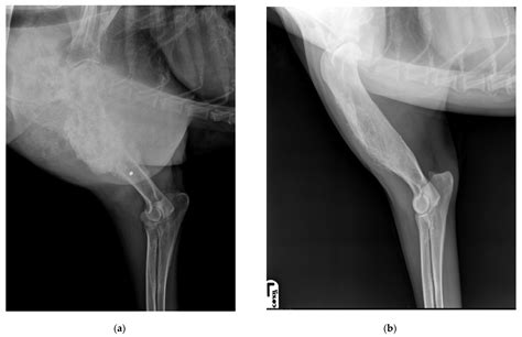 Canine Bone Tumor