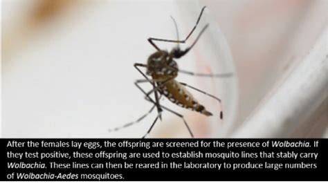 Egg Microinjection