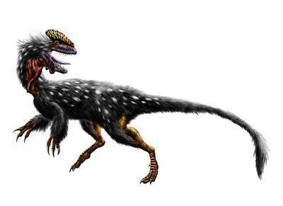 第七十二课 冠龙（一）guanlong 霸王龙 冠龙 五彩湾