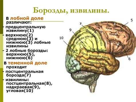 Конечный мозг. Лекция № 25 - презентация онлайн