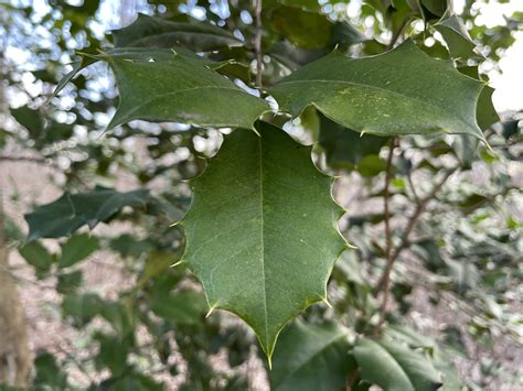 American Holly Creasey Mahan Nature Preserve