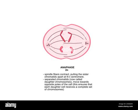 Anaphase Illustration Anaphase Is The Fourth Phase Of Mitosis The