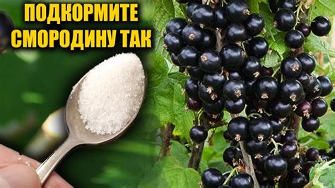 СМОРОДИНУ БУДЕТЕ СОБИРАТЬ ВЕДРАМИ Лучшая подкормка СМОРОДИНЫ весной Youtube