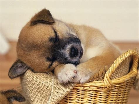 Sleeping Cute Puppies