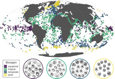 Bioregions Of Planktonic Foraminifera Based On Assemblage Data From