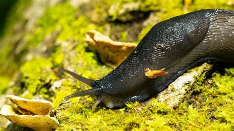 Close Up Of A Black Slug Limax Cinereoniger Stock Image Image Of Slime Slow 381163219