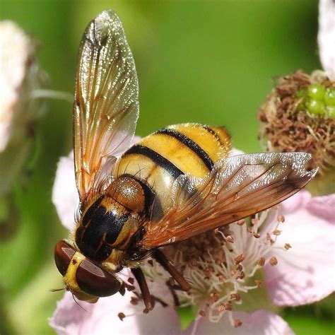 Id Guide To Common Hoverflies Naturespot