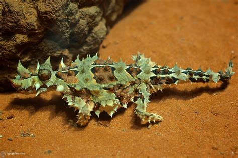 Thorny Devil Passing Through Thorny Devil Alice Springs Australia