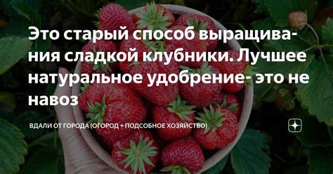 Это старый способ выращивания сладкой клубники Лучшее натуральное удобрение это не навоз