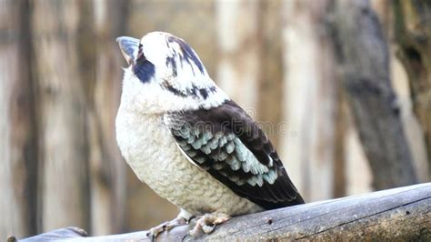 The Laughing Kookaburra Wild Bird Dacelo Novaeguineae Is A Large