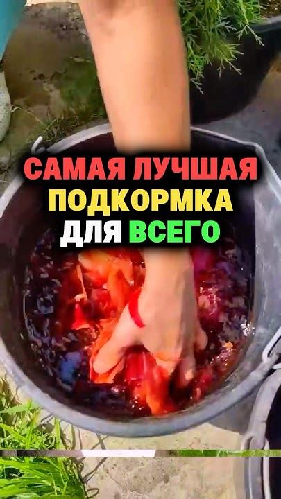 Самая лучшая подкормка для всего сад огород дача удобрение Youtube