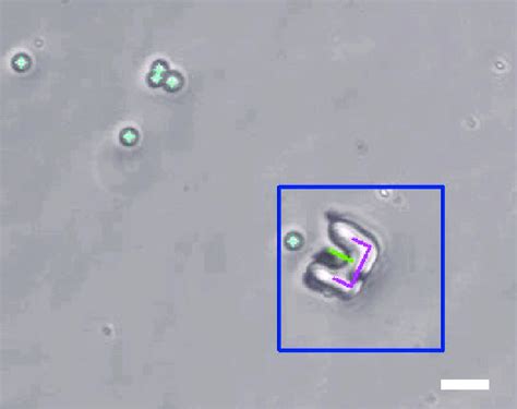 Tracking Of Magnetic Microrobot Using Bright Field Microscopy Scale Download Scientific
