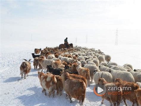 Малаа усалж яваад харамсалтайгаар амиа алджээ