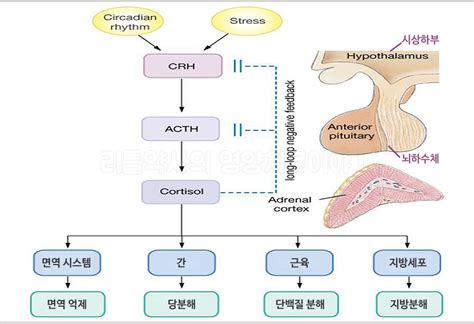 3 부신기능 저하로 인한 코티솔스트레스호르몬 연관성 3편 네이버 블로그