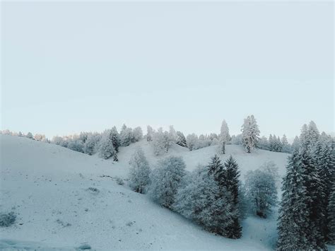 겨울 원더랜드의 고요한 눈 덮인 풍경 · 무료 스톡 사진