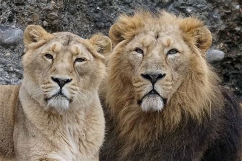 50 León Imágenes Gratis