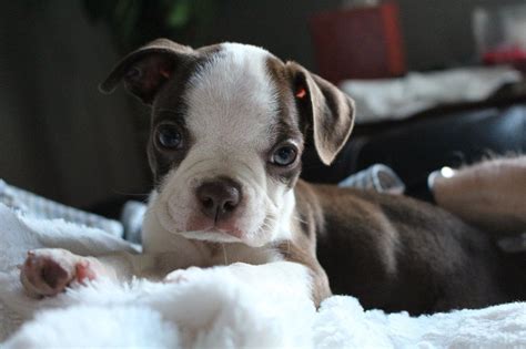 Boston Terrier Puppies Why A Boston May Be Perfect For You