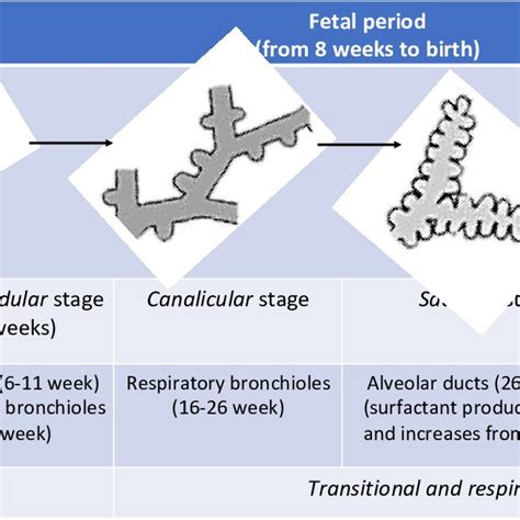 Five Different Stages Of Lung Development Download Scientific Diagram