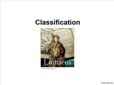 Classification Slide Show By Wild About Bio Tpt