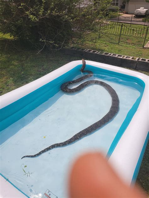 My Reticulated Python Enjoys The Pool Rretics