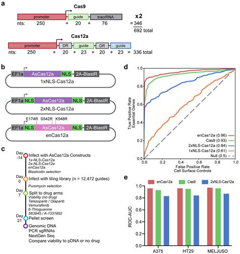 Optimization Of Ascas12a For Combinatorial Genetic Screens In Human