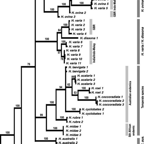 bayesian mcmc majority rule consensus tree for southern hemisphere