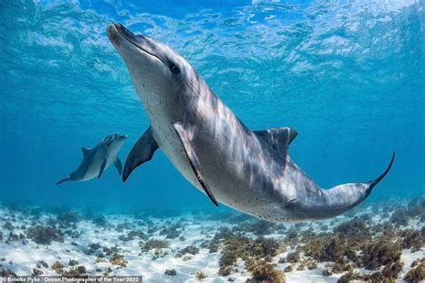 عکس های بی نظیر برندگان رقابت عکس سال اقیانوس ۲۰۲۲ منتشر شد