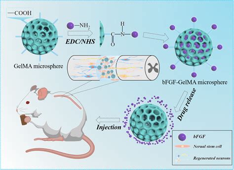 Basic Fibroblast Growth Factor‐loaded Methacrylate Gelatin Hydrogel