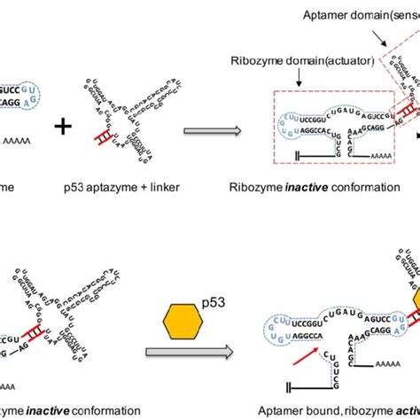 Design Strategy For P53 Aptazyme Switch A Aptamer Ribozyme Based On