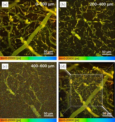 In vivo PFLIM stacked images every μm of mouse with craniotomy Download Scientific