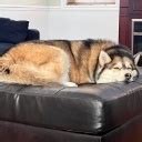 Waydroid Installed On My Zorin OS System It S Not Accessing Wifi Or