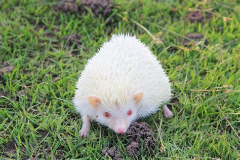 Premium Photo White Hedgehog