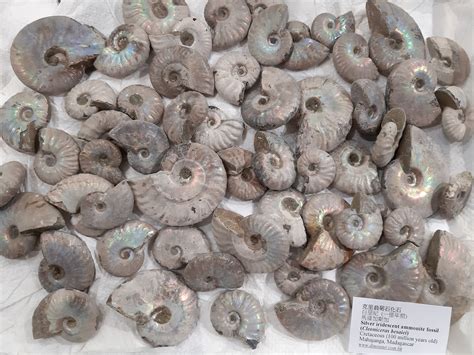 Silver Iridescent Ammonite Fossil Fossils Hongkong