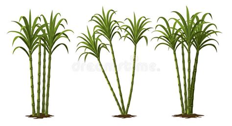 Illustration Of Three Groups Of Tall Green Sugarcane Plants Saccharum