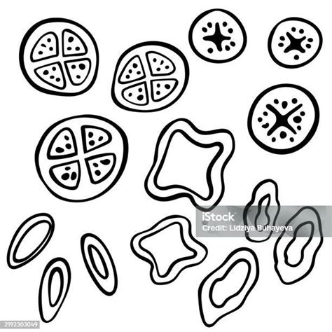 얇게 썬 야채의 손으로 그린 윤곽선 얇게 썬 피망 토마토 오이 요리용 양파 링 벡터 일러스트 레이 션 개체 그룹에 대한 스톡 벡터 아트 및 기타 이미지 Istock