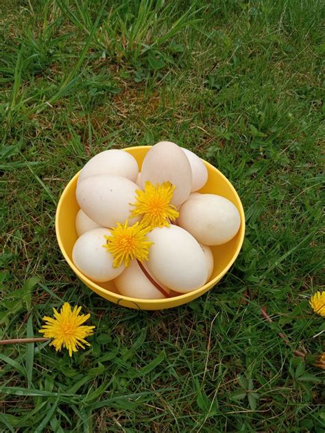 Beaverkill Nursery Updated September 2025 Request A Quote 33