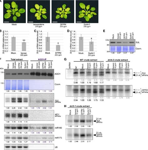 In Planta Validation And Molecular Analysis Of The Enhancer Effects Of