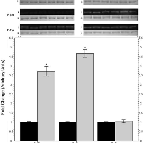 Quantification Of Post Translational Modifications Of Purified Download Scientific Diagram
