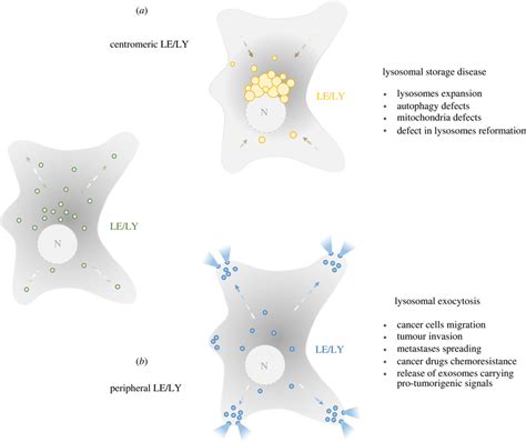 Correlation Between Lysosome Positioning And Pathological Defects A