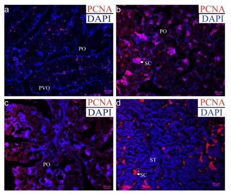 Integration Of Atac Seq And Rna Seq Unravels Chromatin Accessibility